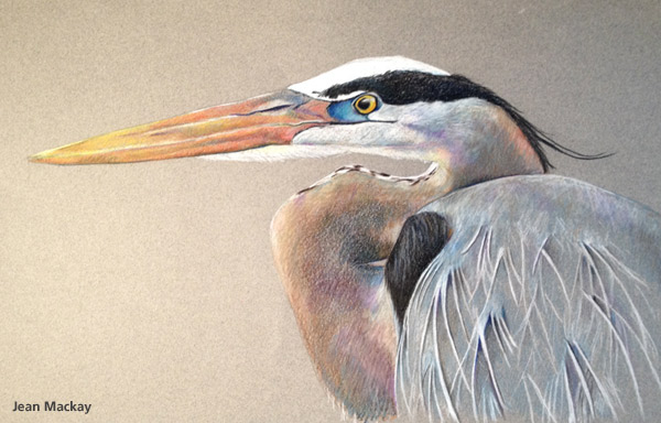 heron drawing reference