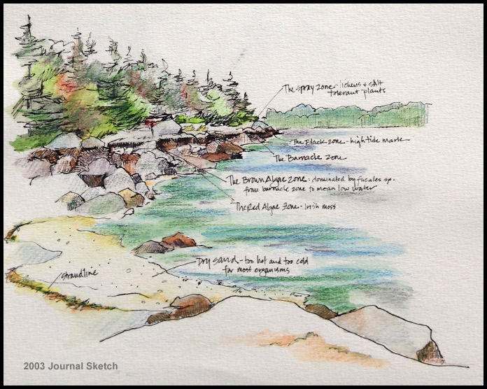 The Edge of the Sea | Drawn In