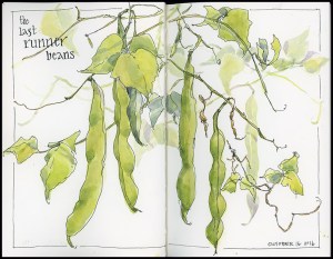Runner Beans | Drawn In