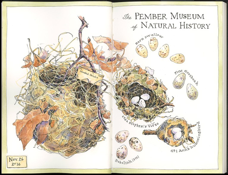 The Pember Collection | Drawn In