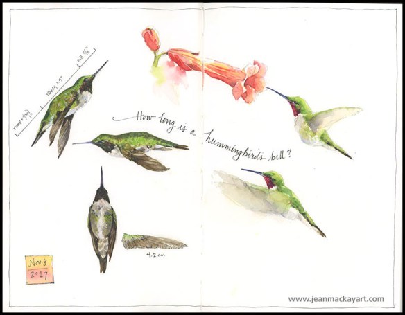 Bringing Hummingbirds to Life | Drawn In