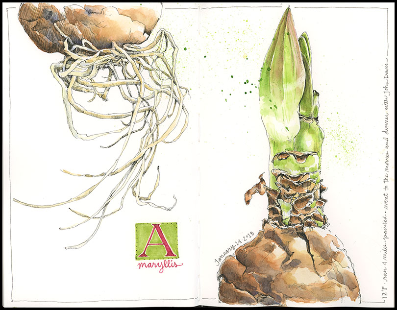 The Beauty of Bulbs | Drawn In