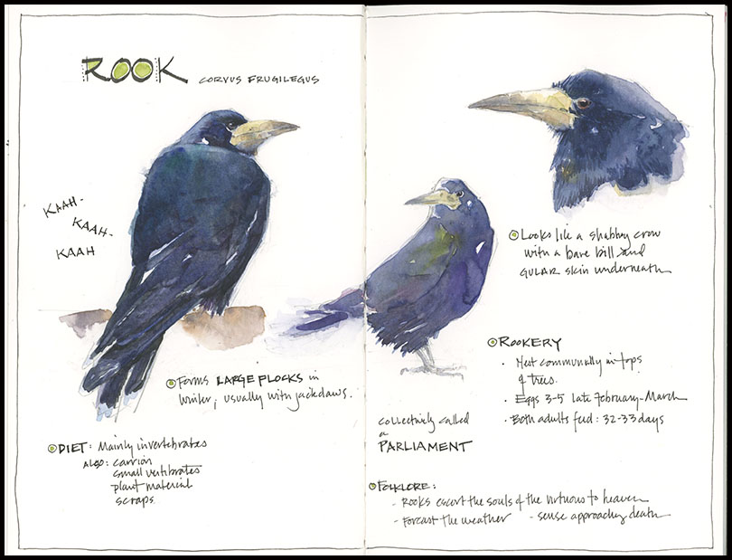 Ireland-Rook | Drawn In
