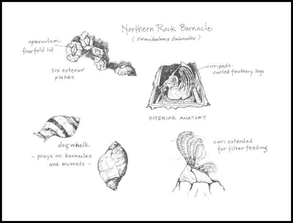 Barnacles! | Drawn In
