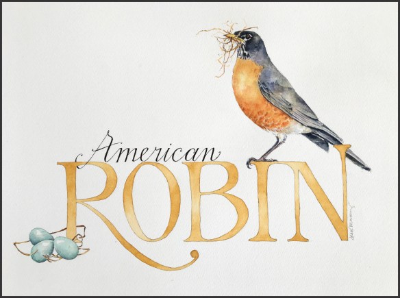 American Robin | Drawn In