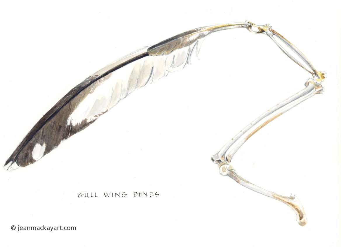 Island Inspiration, Part 2: Birds! | Drawn In