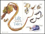 Life Between the Tides 2019 | Drawn In