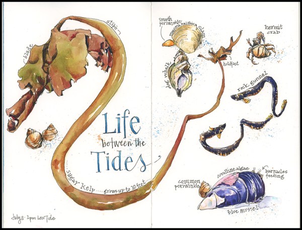 Life Between the Tides 2019 | Drawn In