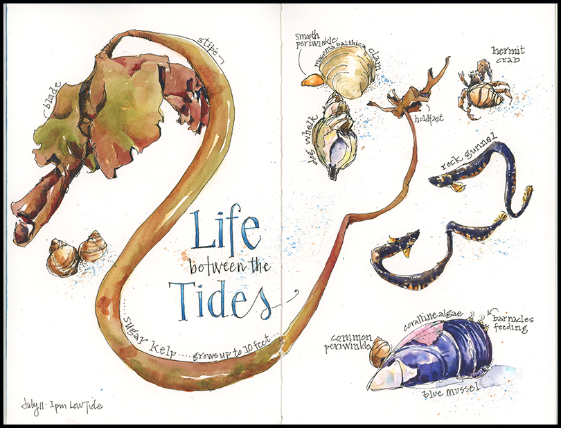 Life Between the Tides 2019 | Drawn In
