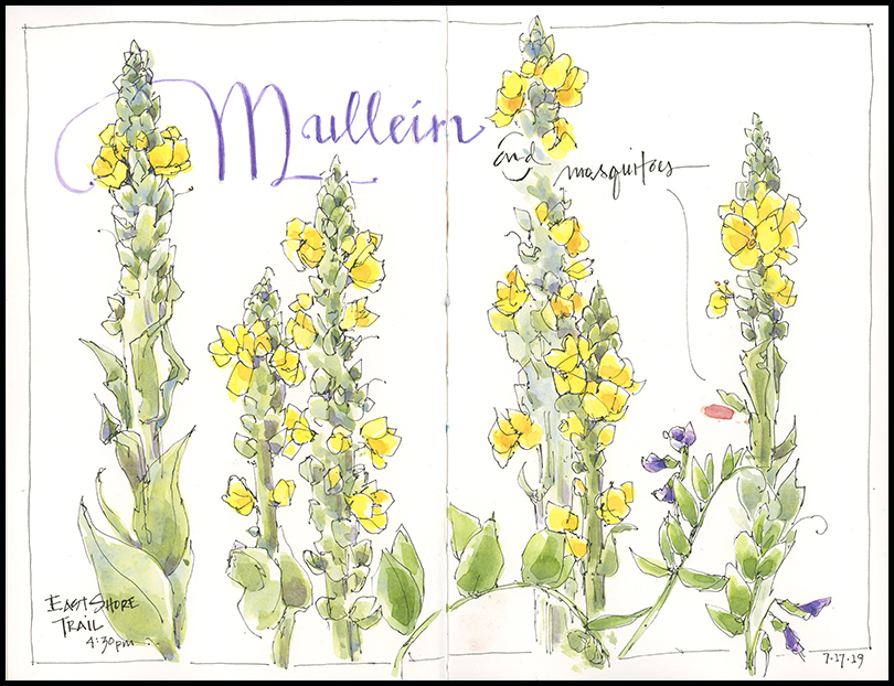 Mullein and Mosquitoes, JMACKAY | Drawn In