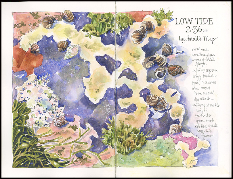 02_Tide Pool | Drawn In