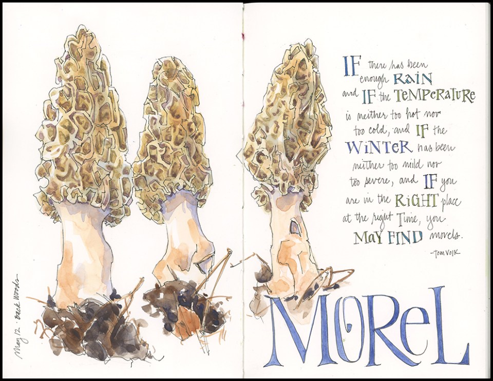 Fortunate Find | Drawn In