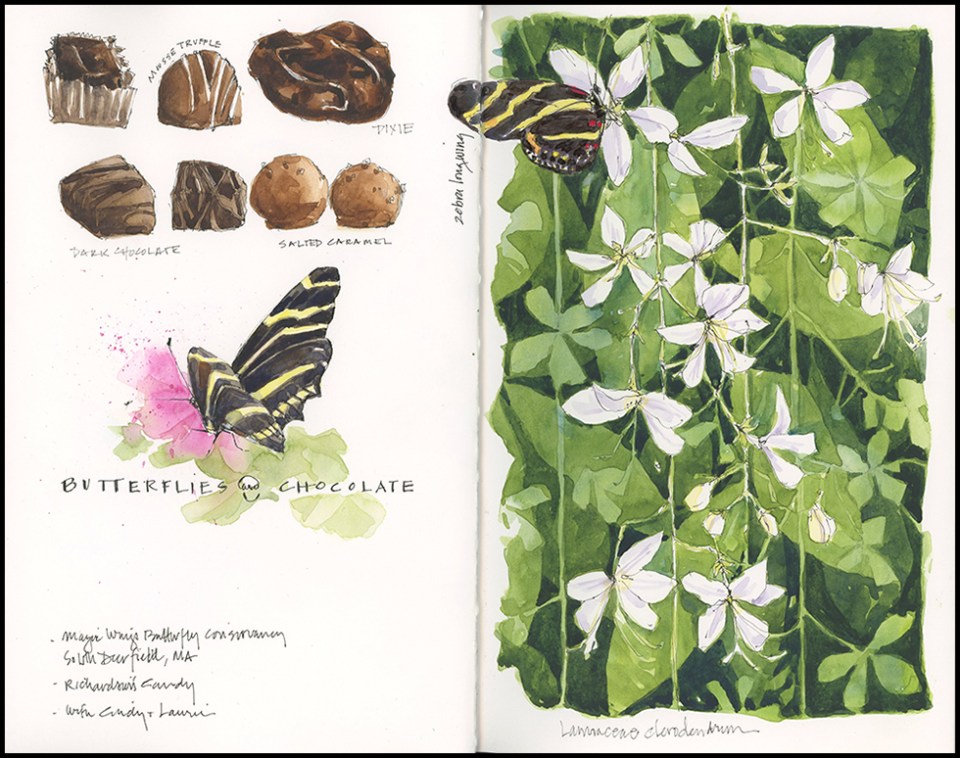 Butterflies and Chocolate | Drawn In