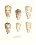 Anatomy of a Shell | Drawn In