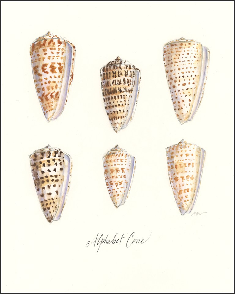 Anatomy of a Shell | Drawn In