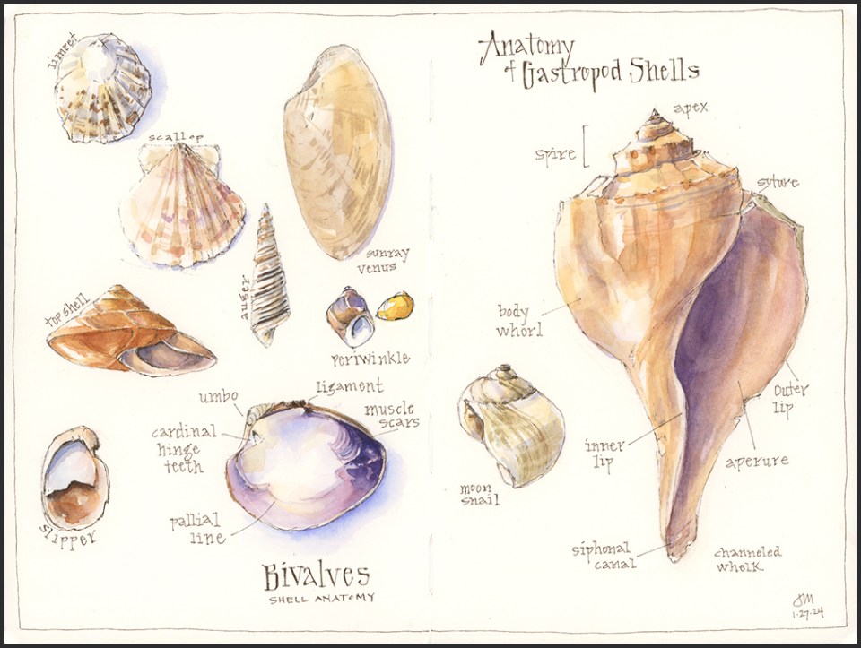 Anatomy of a Shell | Drawn In