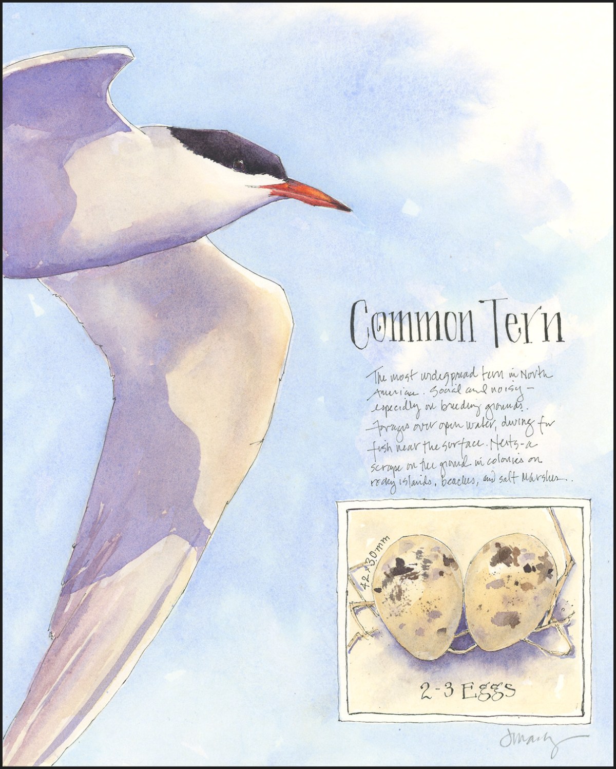 Drawn In | Art • Nature • Exploration