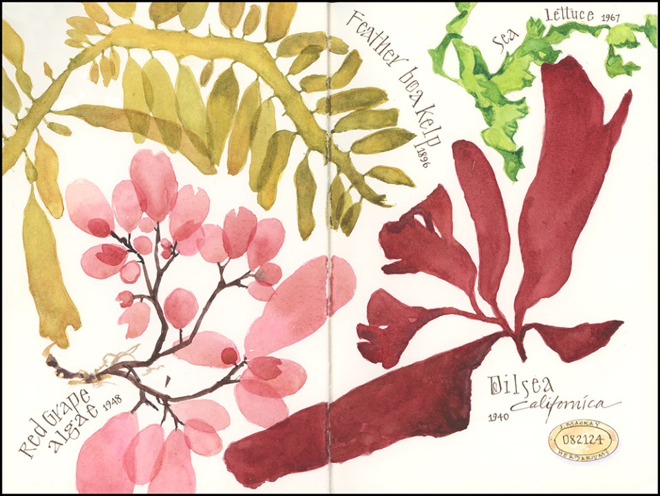 Drawn In | Art • Nature • Exploration