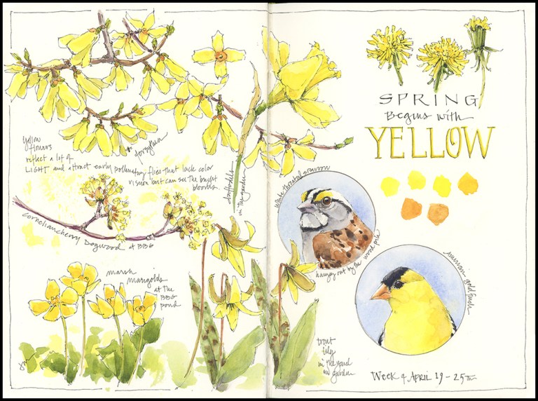 Spring Begins with Yellow | Drawn In